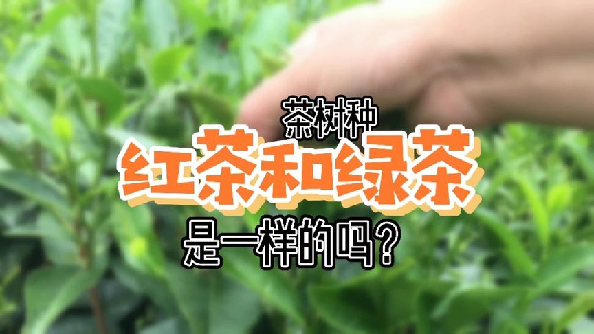 红茶和绿茶的茶树种是不是不同?