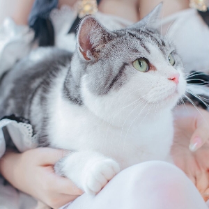 天星绝杀 