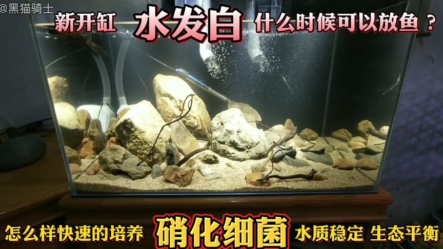 鱼缸水发白什么时候适合养鱼?如何快速培养硝化细菌拥有一缸好水
