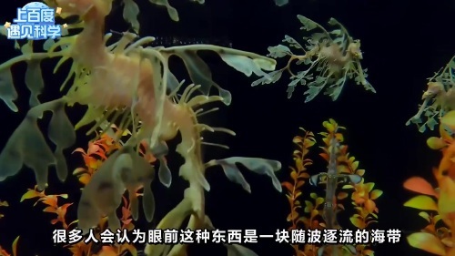 超现实生物实录,颠覆常规认知界限