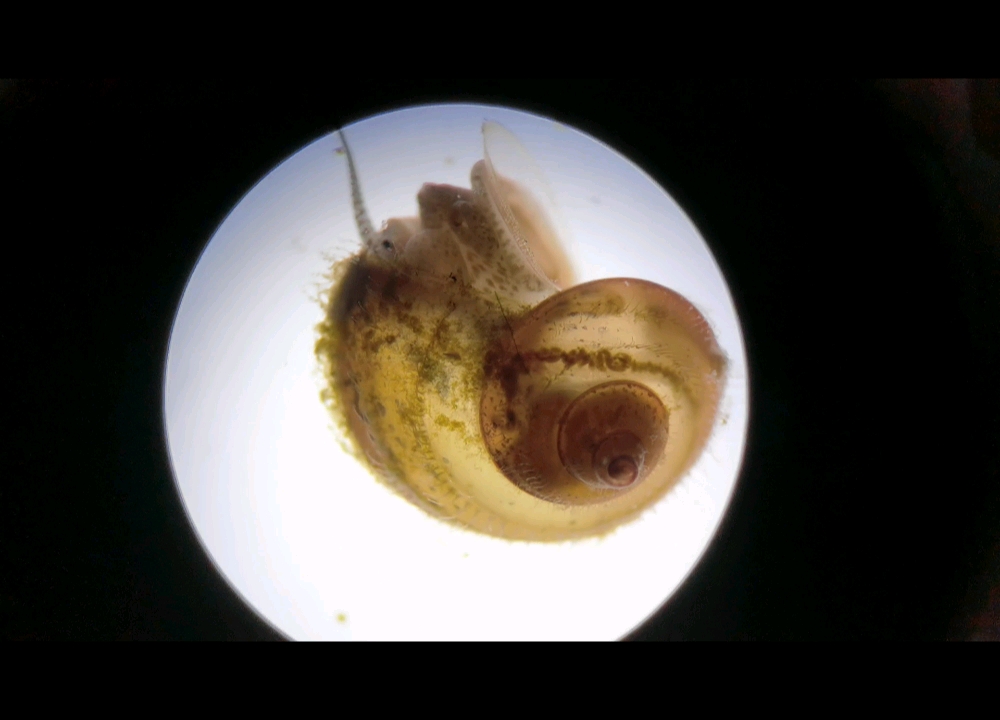 【生活/学习】体视镜下的视野—田螺翻身