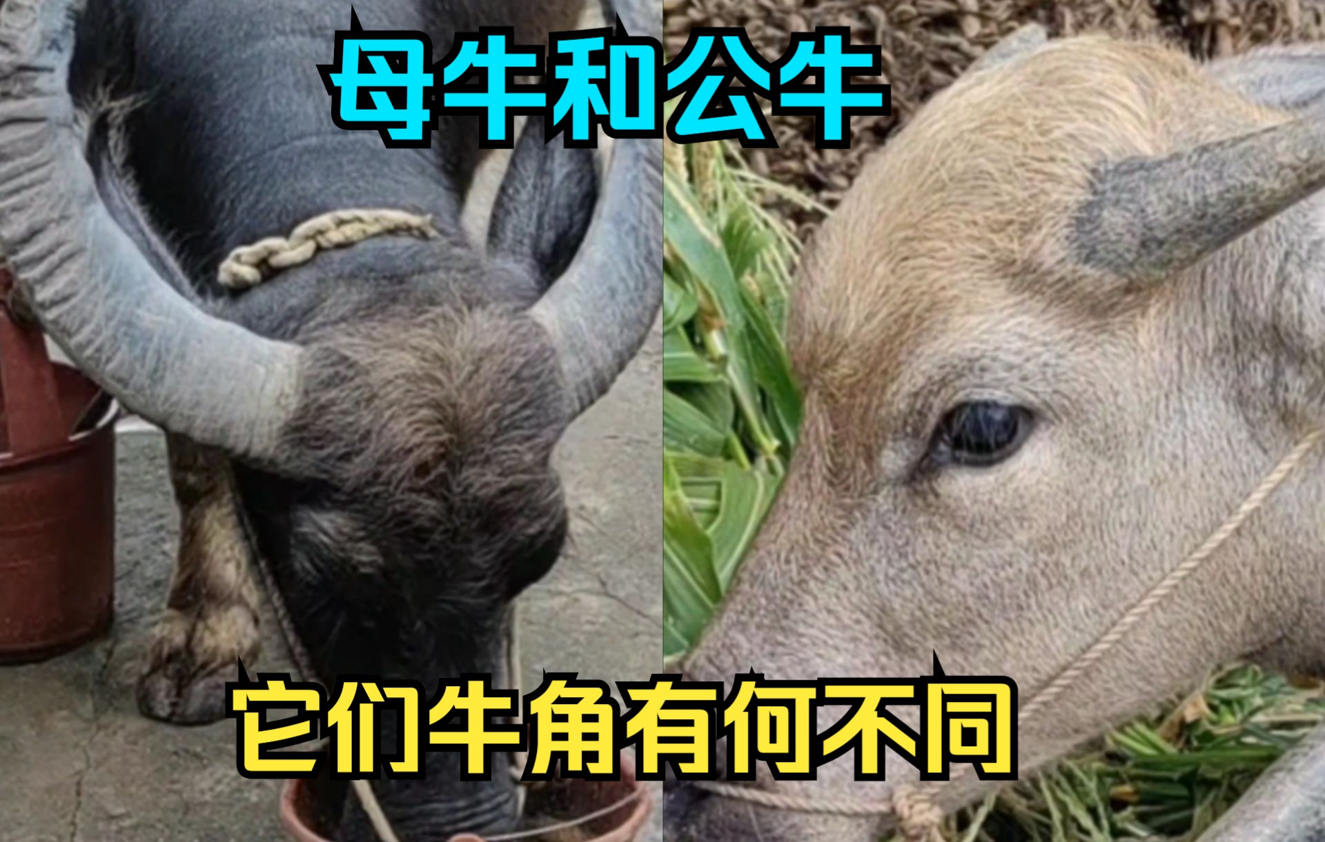 母牛会长牛角吗?居然还有人问这个问题,那就来看公牛和母牛的牛角...