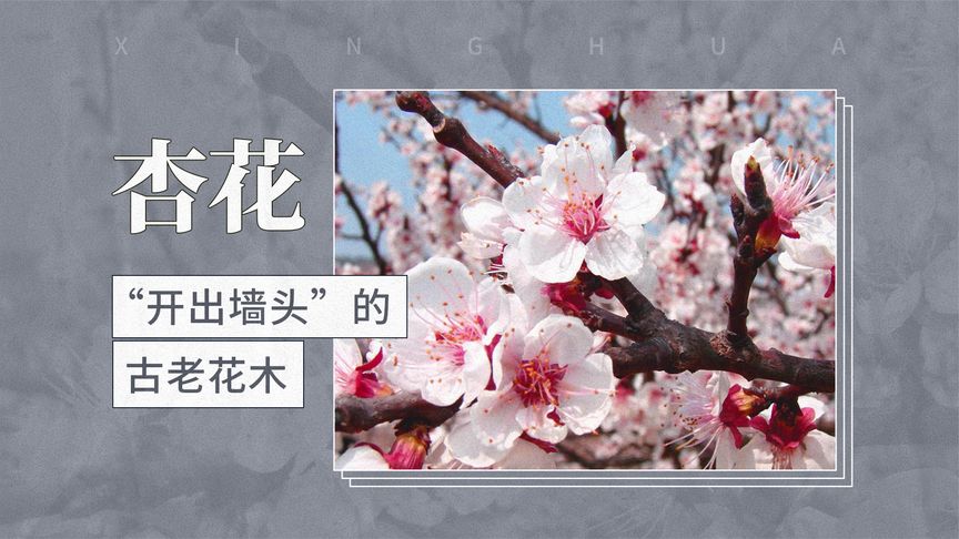 杏花——“开出墙头”的古老花木