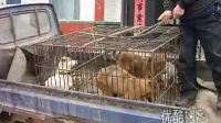 [拍客]捕狗的残忍一幕