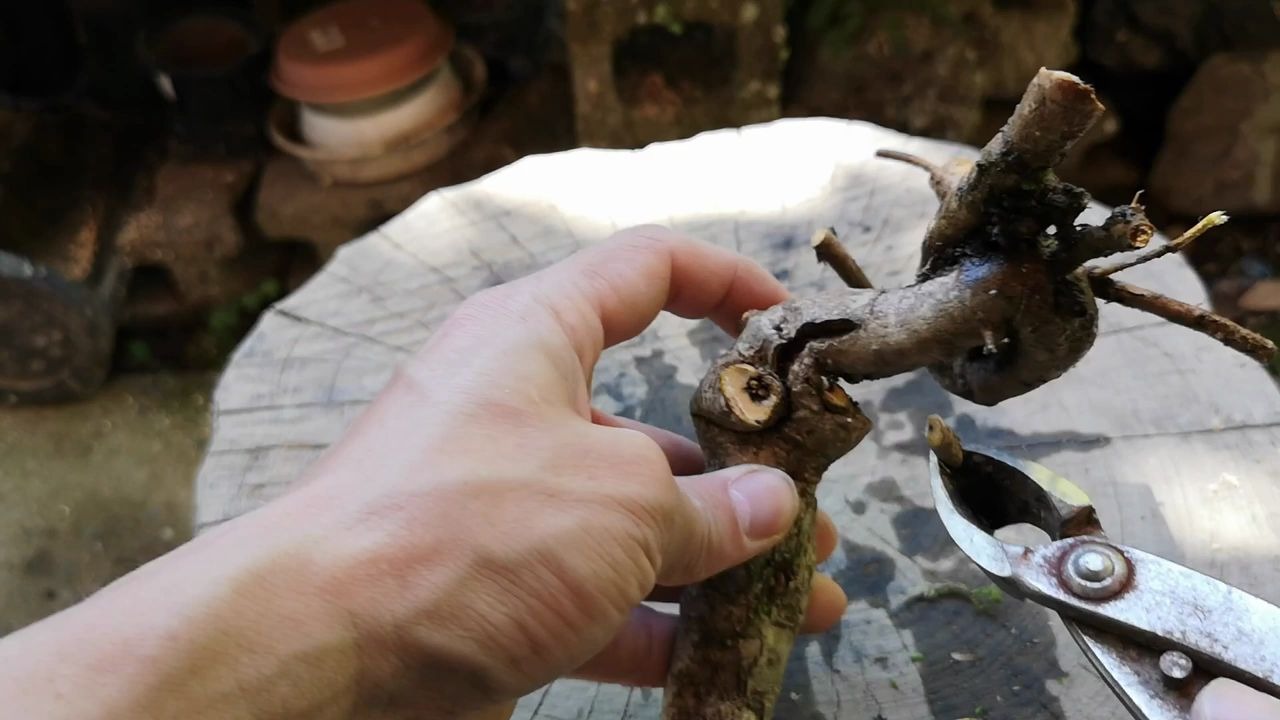 盆景下山桩的处理及前期培育