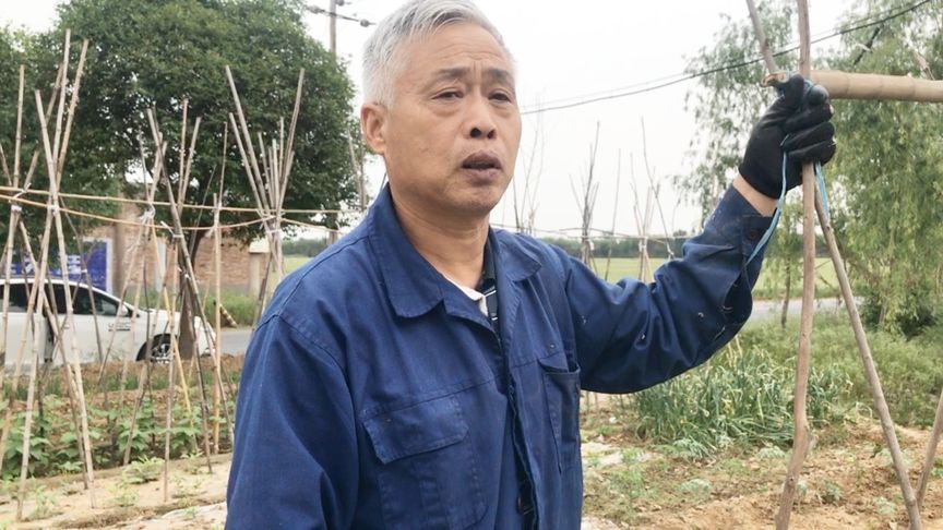 番茄种植不打药的话,只开花不结果,看看大爷是怎么办的