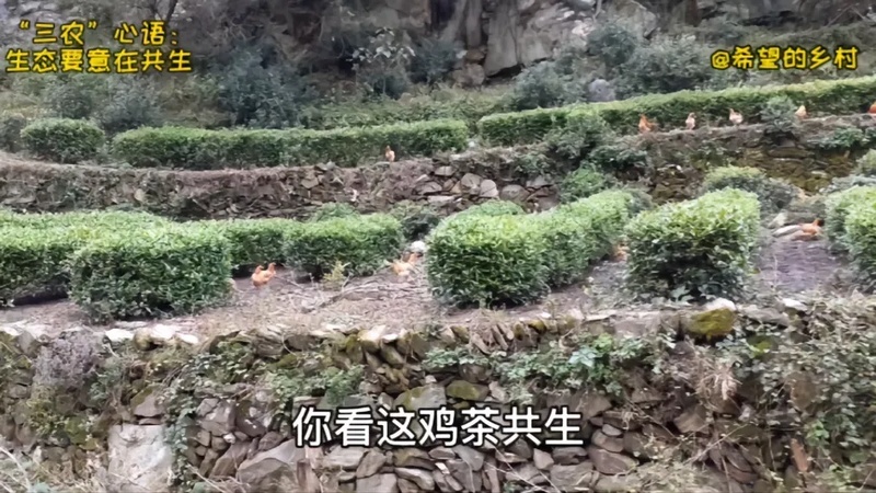"三农"心语:保护生态环境是条红线,如何保护做好共生文章