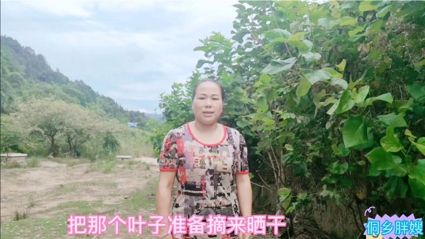桑叶用途很多,老桑叶这样做贮存留冬天喂鸡鸭,可以预防鸡鸭生病