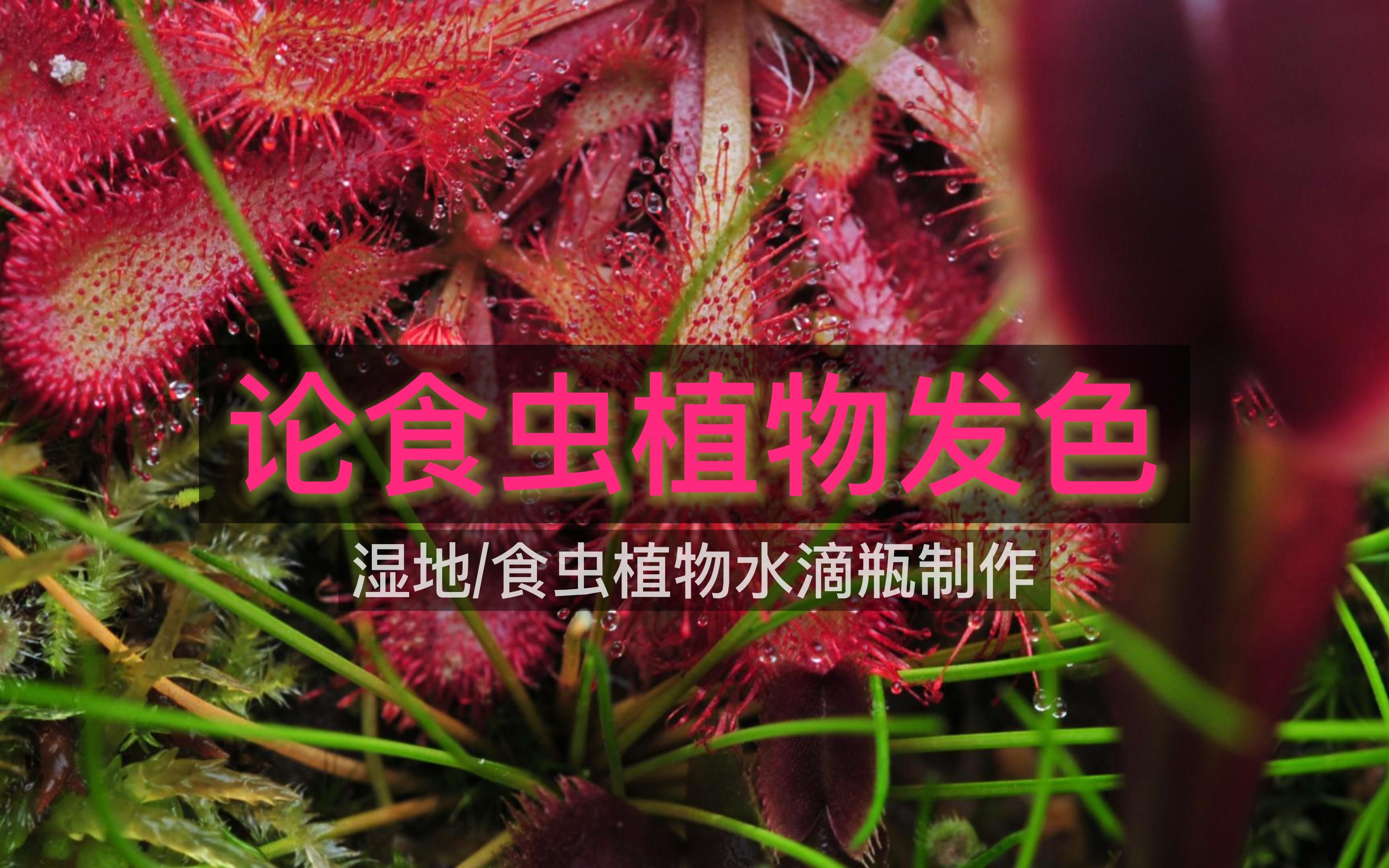 室内食虫湿地生态水滴瓶制作,茅膏菜/食人鱼捕蝇草led发色观察