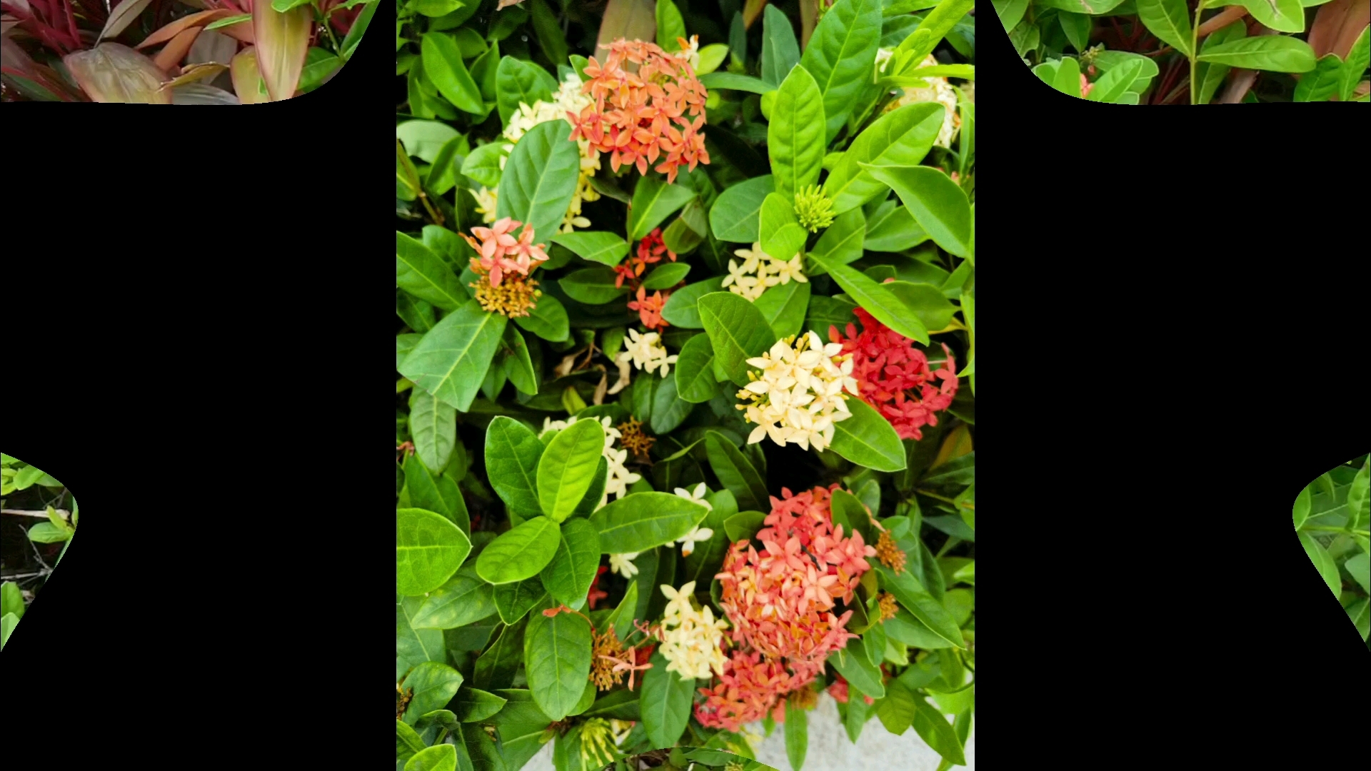 龙船花—ߌ�多种颜色的龙船花ߌ