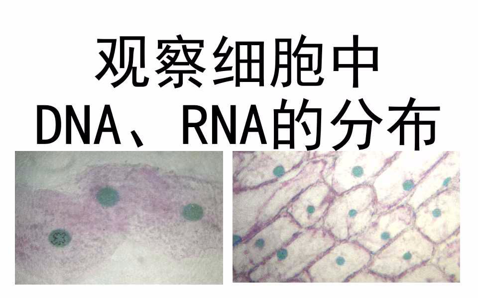 实验:观察DNA和RNA在细胞中的分布