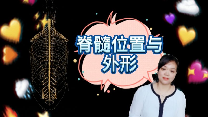 脊髓是中枢神经的一部分,位于椎管内,神经解剖学脊髓位置和外形