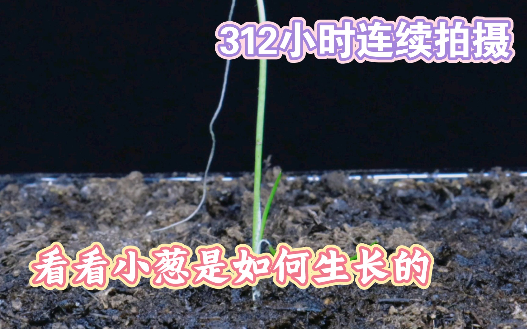 【延时摄影(植物)】312小时拍摄,一分钟看小葱是如何生长的!
