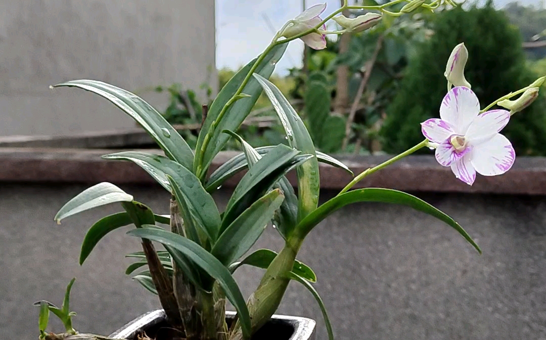 无惧夏天的石斛兰2☞泼墨