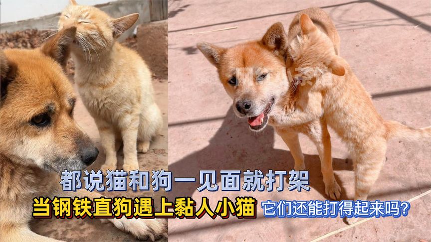 都说猫和狗一见面就打架,钢铁直狗遇上黏人小猫,还能打得起来吗