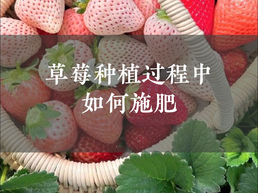草莓种植过程中ߍ�如何施肥
