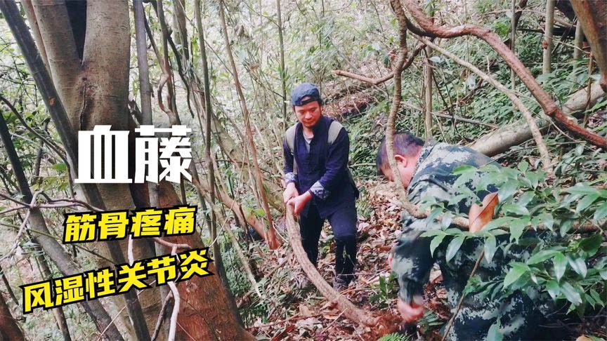 深山里找血藤,它具有通经活络散淤止痛的作用,民间泡酒的好药材