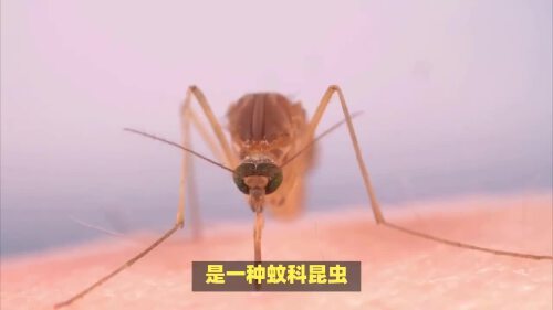 黄色蚊子特征明显,无直接毒性但需防疾病传播