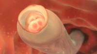 女人是如何受孕的呢?镜头记录全过程,看完可不能偷笑