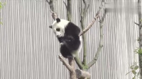 熊猫为什么总喜欢挂树上?熊猫喜欢爬树这个事,可真是个迷啊