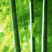 璀璨繁星66 