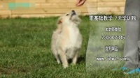5个月的柯基犬大小便 狗怎么训练才听懂人话 训练狗不乱吃东西
