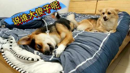 狗语翻译器实测!当主人开口说"狗话",狗狗的反应让人惊掉下巴!
