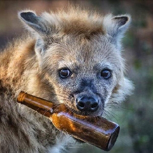 野生动物扛把子 