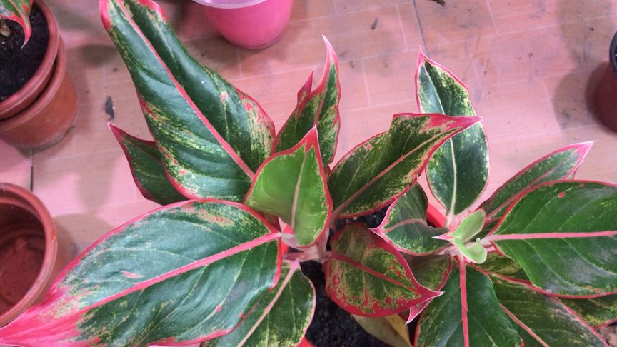 免浇水无土栽培花卉之万年红,国家发明专利产品。