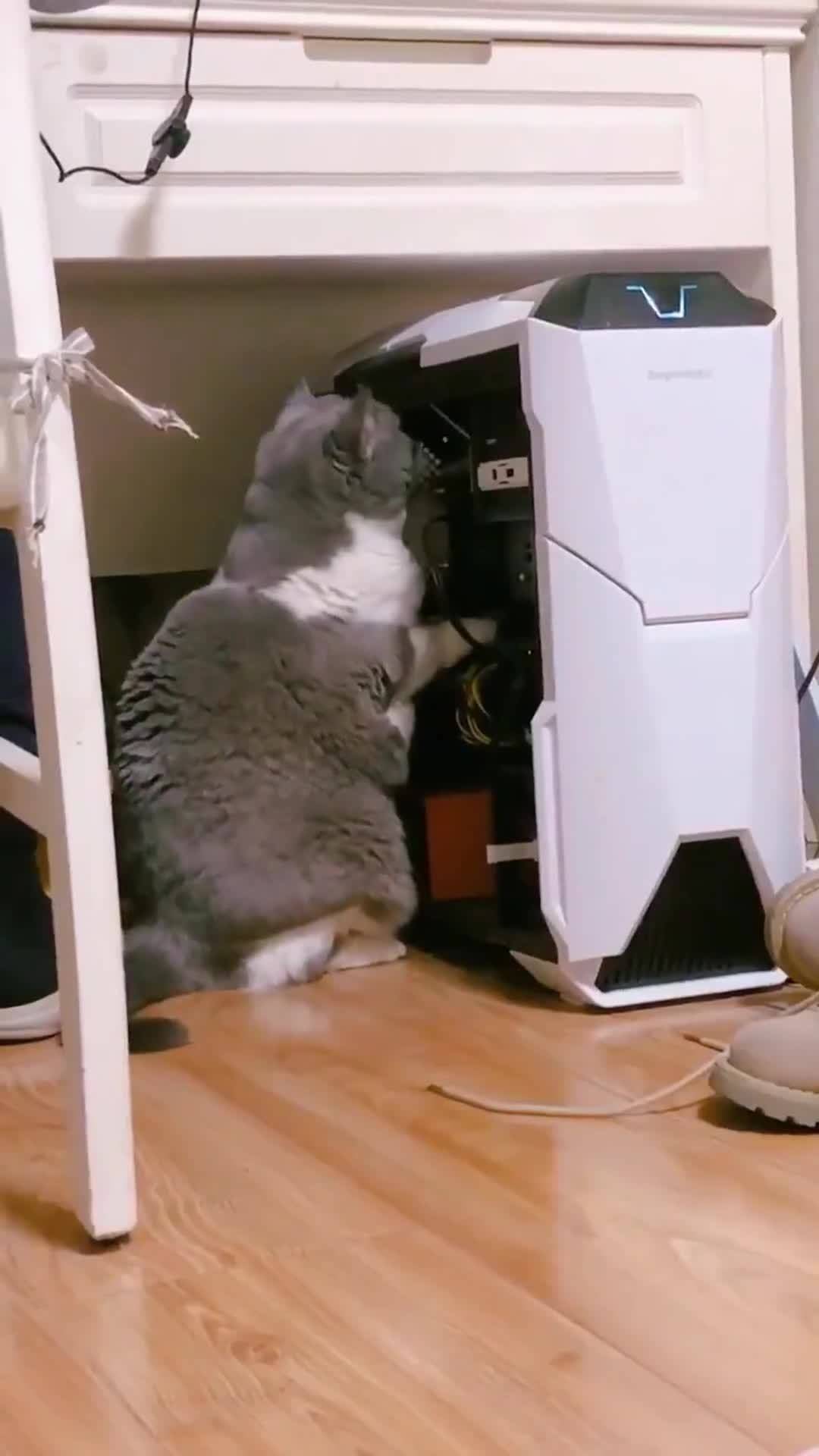 猫:现在当个猫真难,还要给铲屎官修电脑