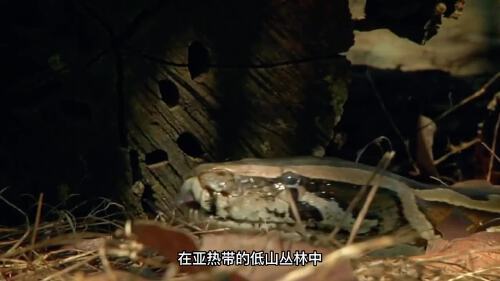 动物世界:巨蟒产下几十枚蛋,还没等幼蟒出生就离开了巢穴
