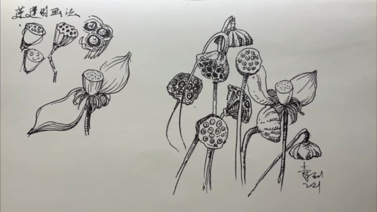 莲蓬怎么画?曹剑钢笔画速写,零基础线稿学习