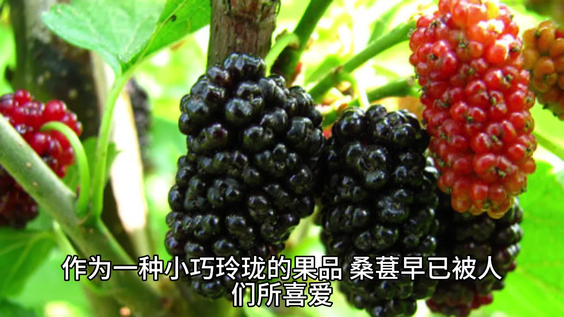 桑葚干泡水喝有什么功效与作用
