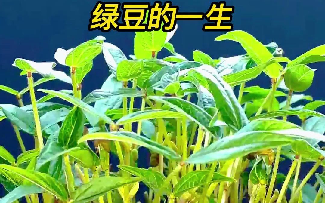 绿豆到豆芽生长全过程,极度舒适