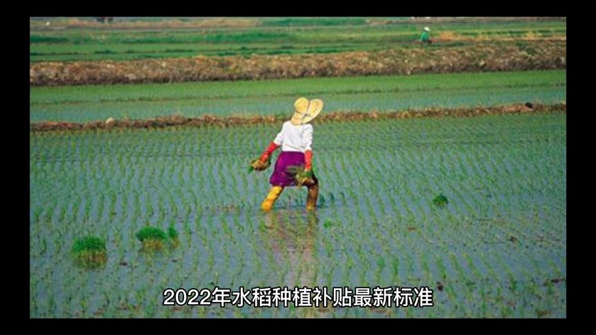 2022年水稻种植补贴最新标准