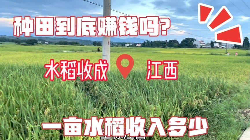 农民伯伯种田到底赚钱吗?这笔账算下来,我更珍惜粮食了