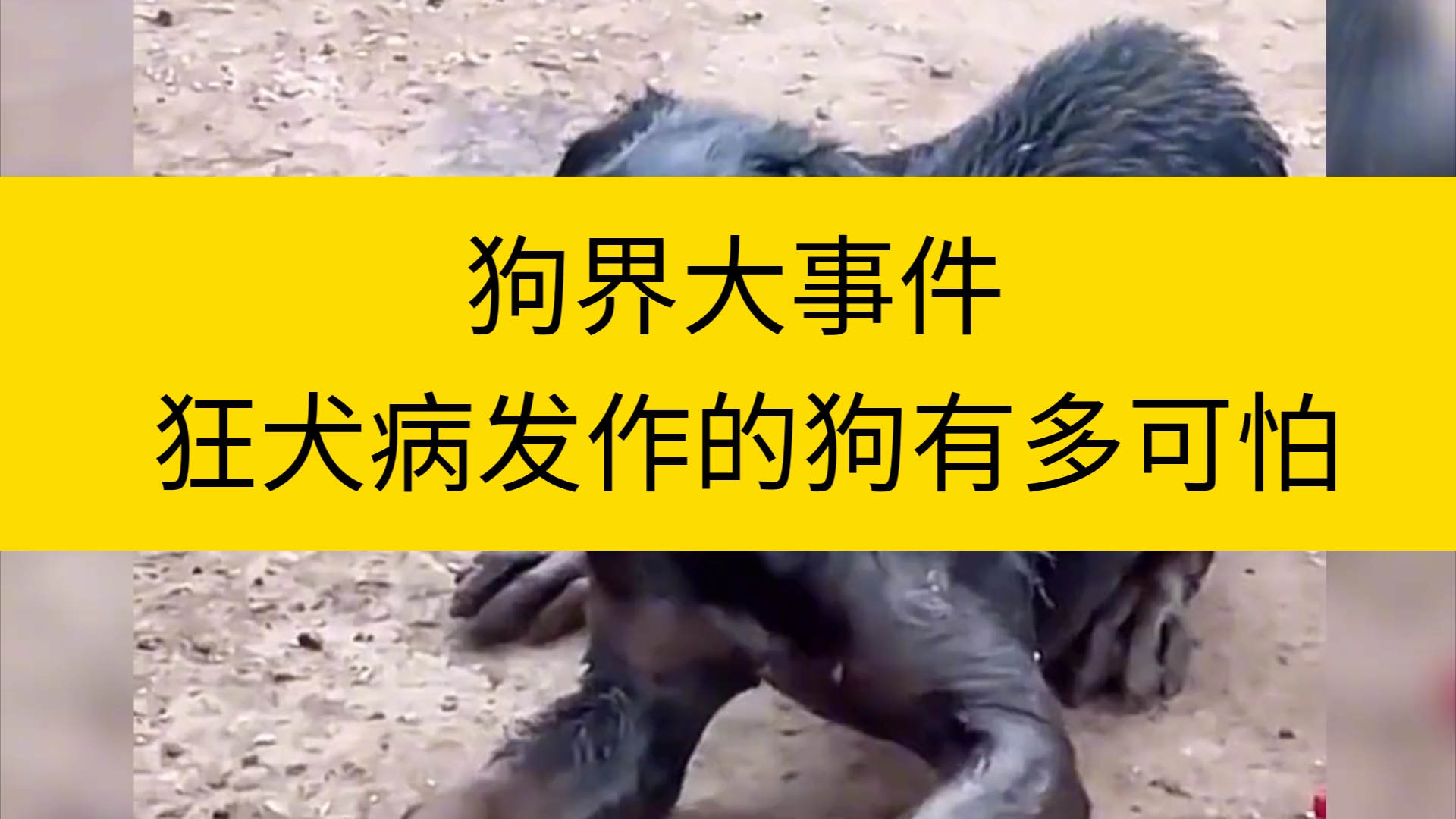 狗界大事件 一只狂犬病发作的狗有多可怕