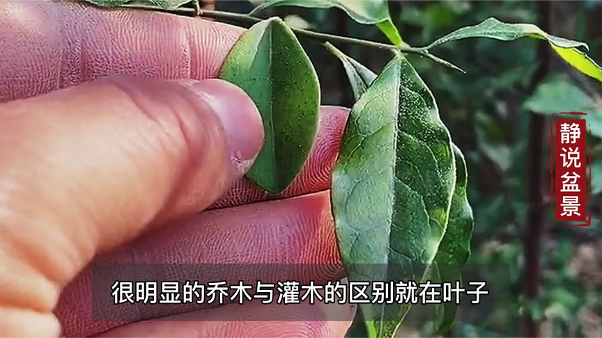 金弹子灌木叶片薄有脉络边缘褶皱,乔木金弹子叶片肥厚长势更旺盛