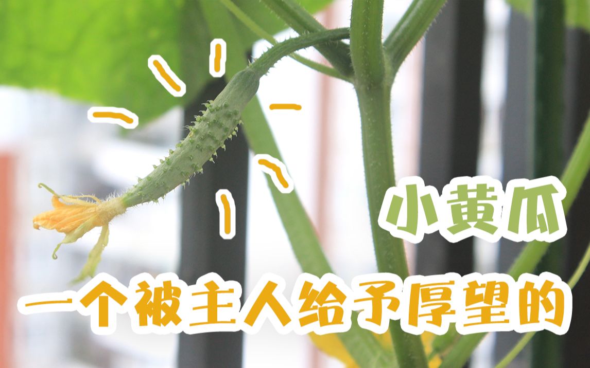 ...巡田vlog | 用养宠物的心情去种蔬菜是怎样一种体验之 种黄瓜 修剪辣椒