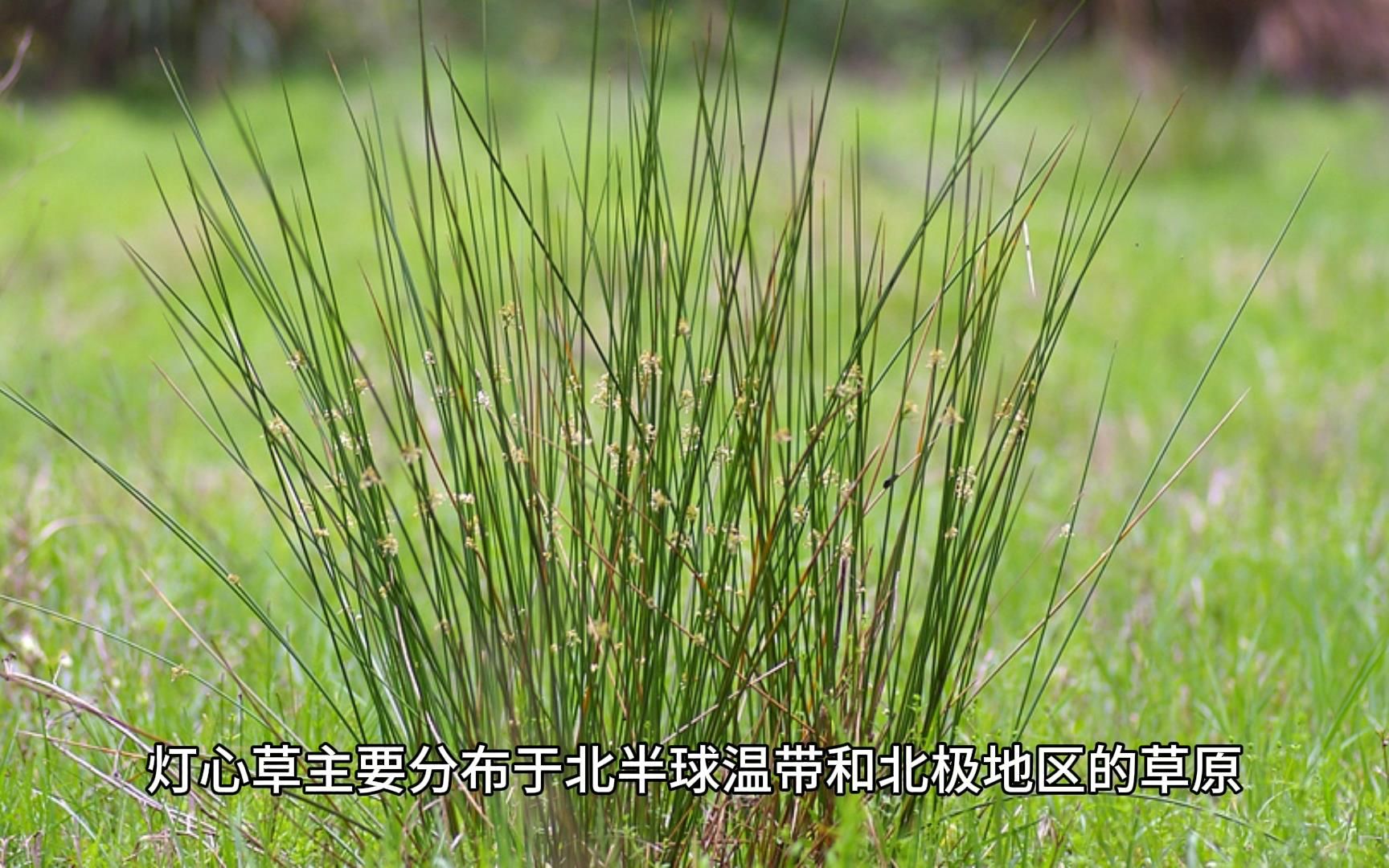 灯心草植物的特征以及用途,我们一起来认识一下它吧