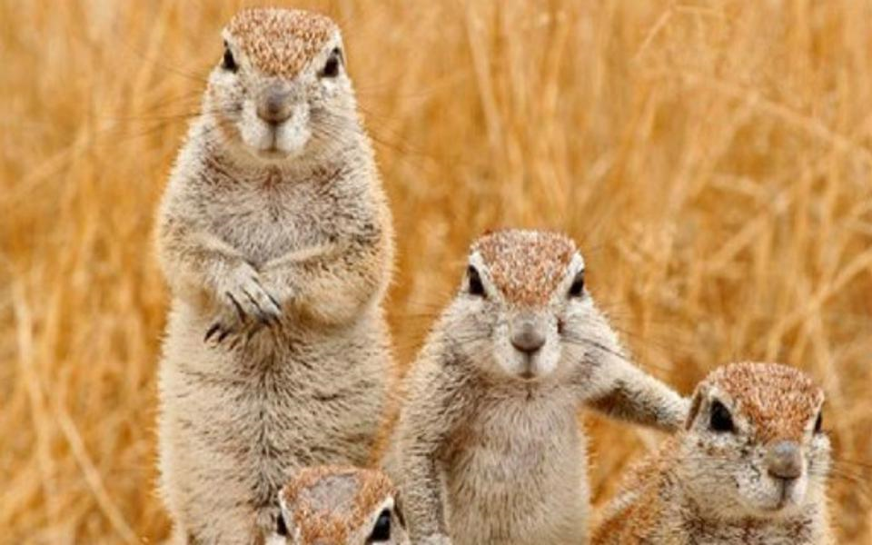 动物学 - 华中农业大学(精品课)