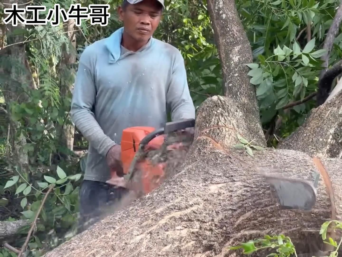 使用富士华395xp砍伐2棵特伦贝西树