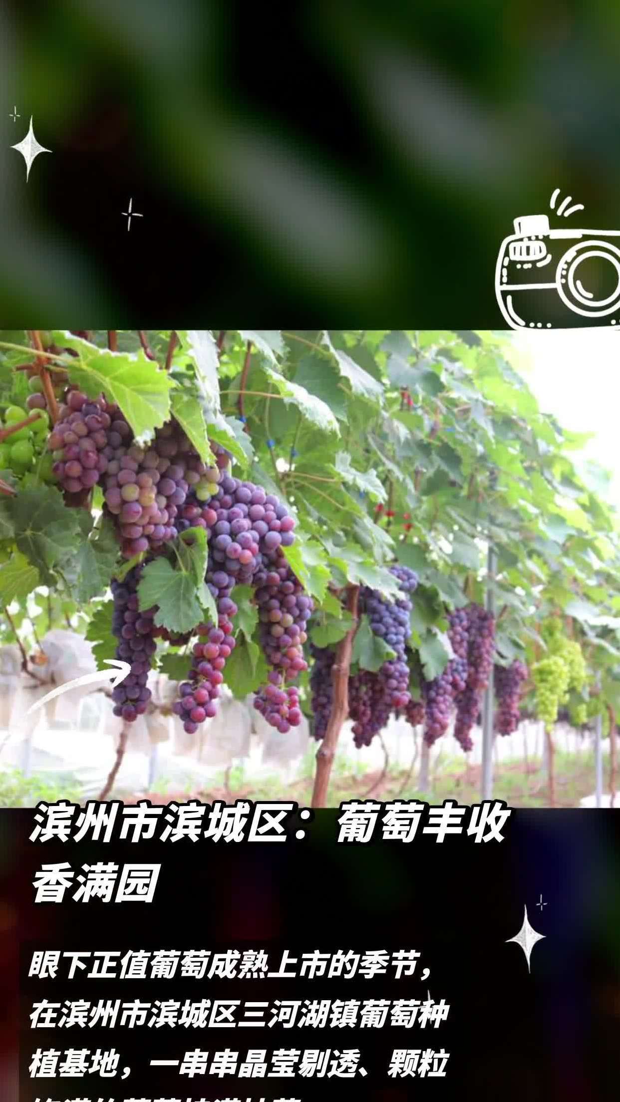 滨州市滨城区:葡萄丰收香满园