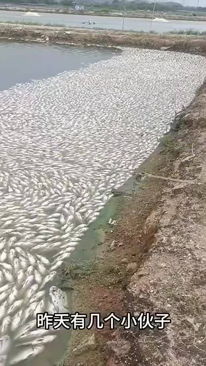 这好端端的,鱼怎么都浮起来了啊