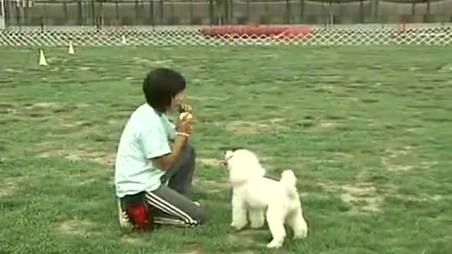 狗狗上厕所训练 怎样训练狗定点大小便 金毛狗狗训练