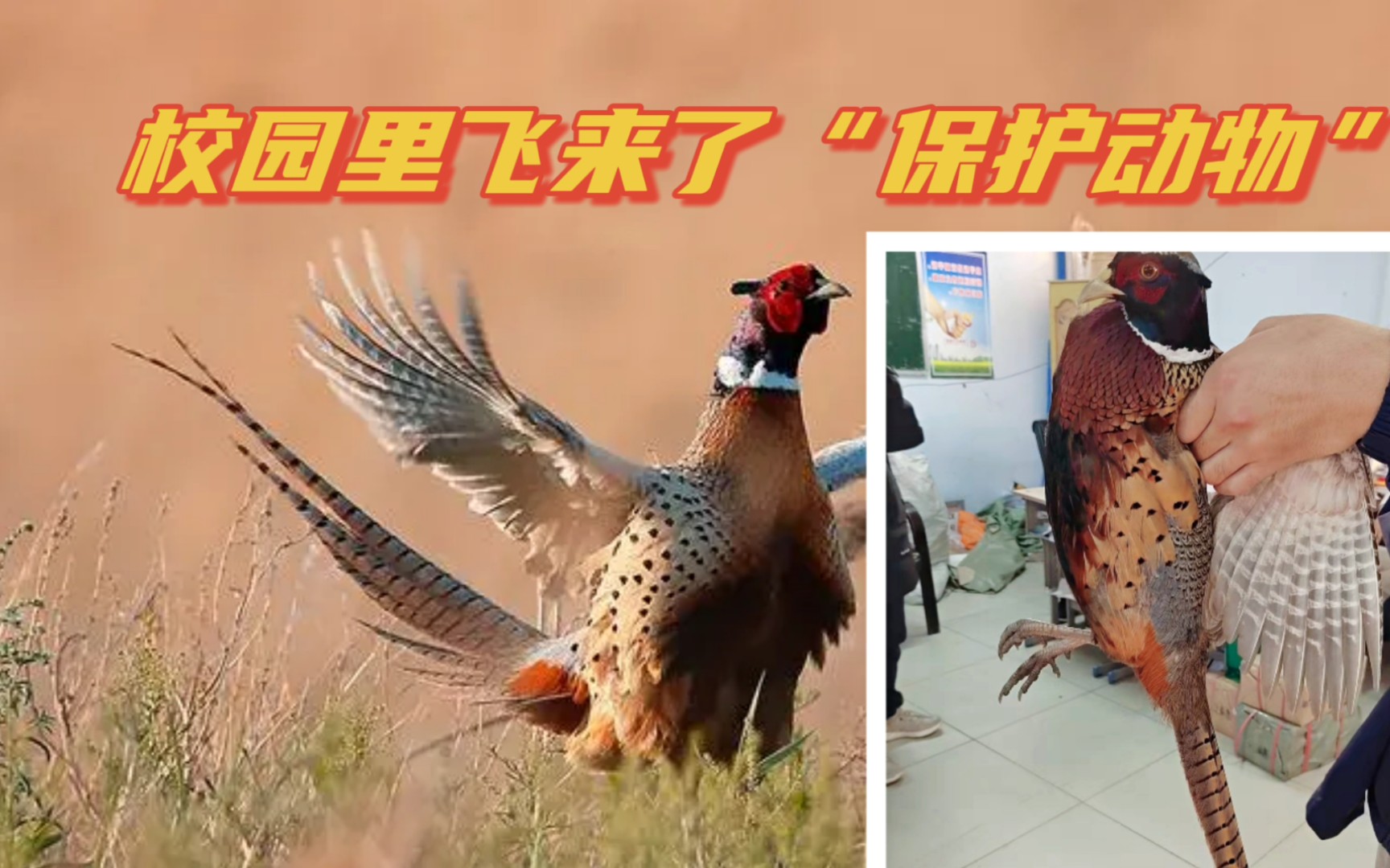 ...课堂导入啊?这堂课过后,学生们一定会发自内心的更加爱护自然环境