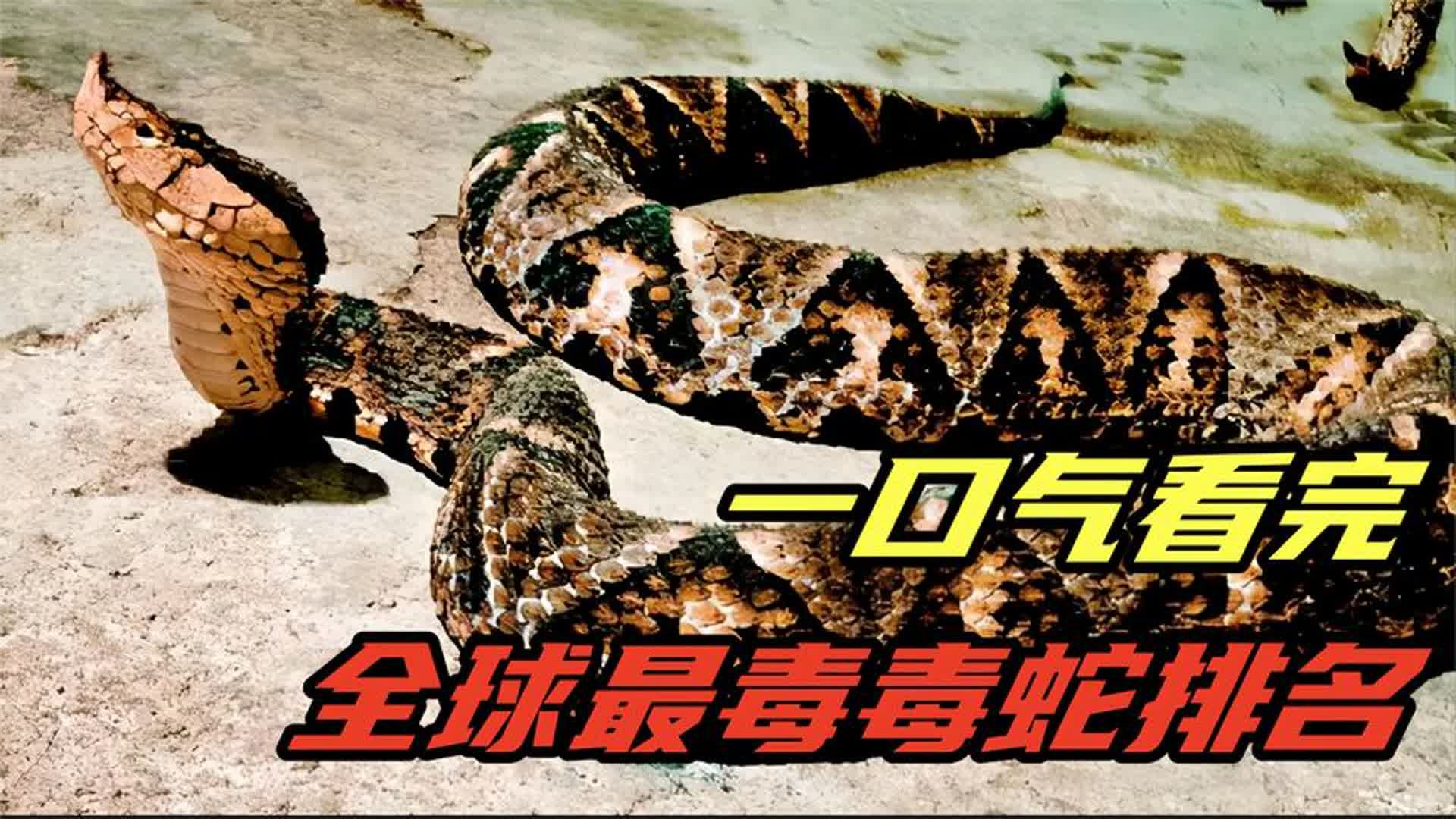 一口气看完,全球最毒毒蛇封神榜排名,五步蛇也只能屈居第5