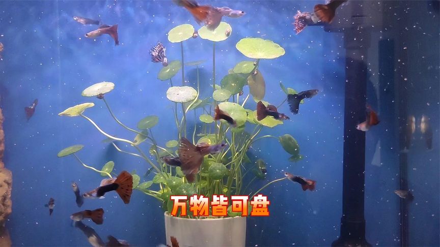 鱼缸停泵多久硝化细菌不会死?如何判断它还活着?一说你就明白