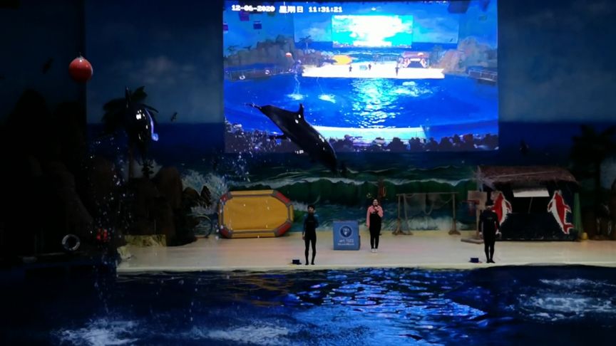 海洋馆的海豚表演,表演的很不错