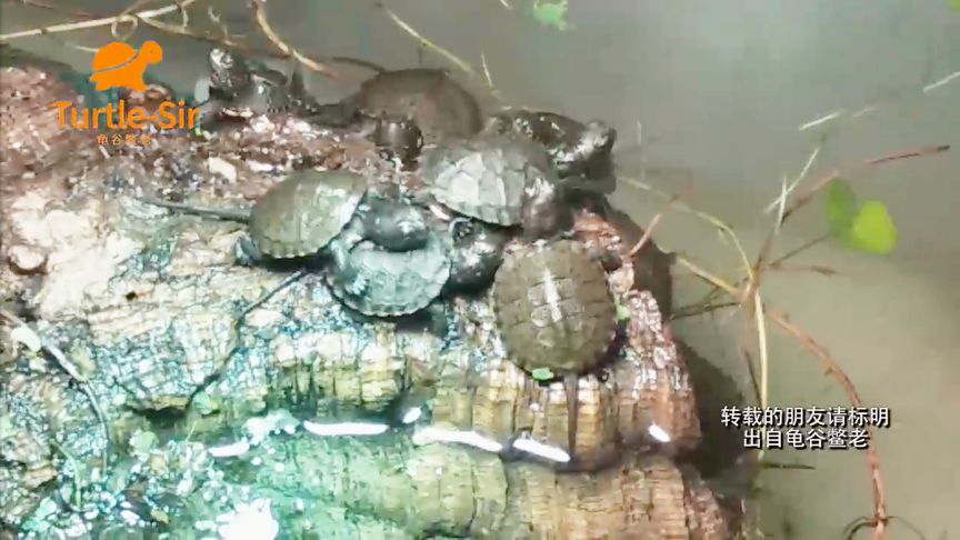 欧洲泽龟过滤器选择讲解,深水龟通用「龟谷鳖老」